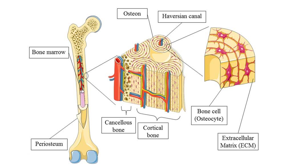 Largest and Smallest Cell in Human Body | TutorReal Guru