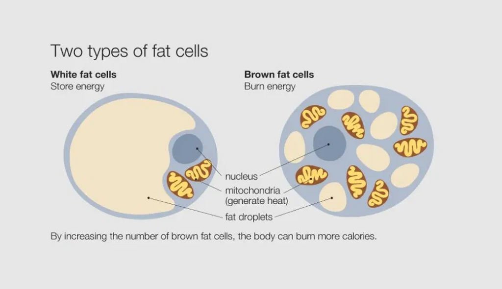 Largest and Smallest Cell in Human Body | TutorReal Guru