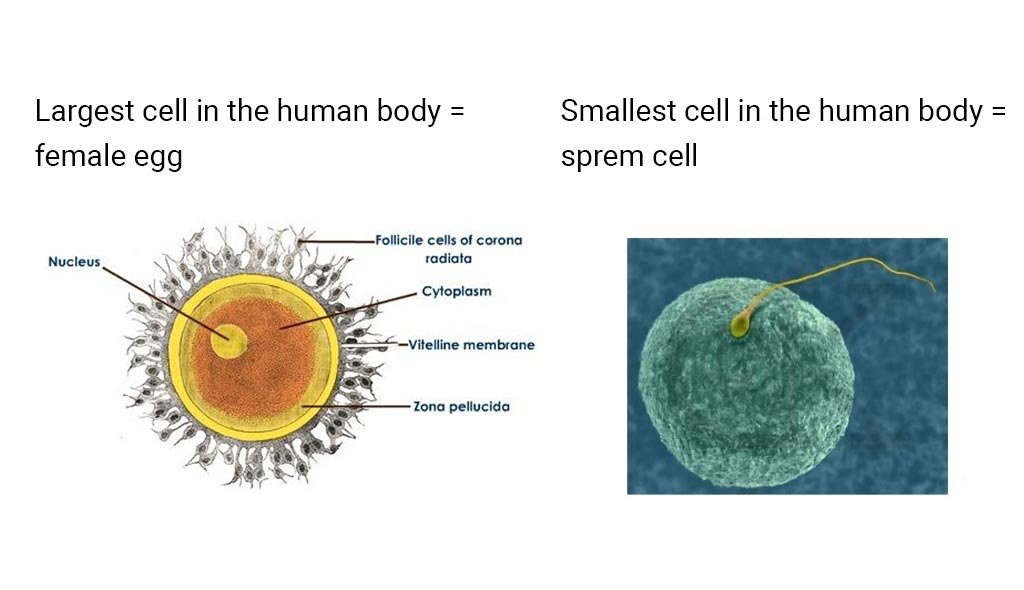 Largest and Smallest Cell in Human Body | TutorReal Guru
