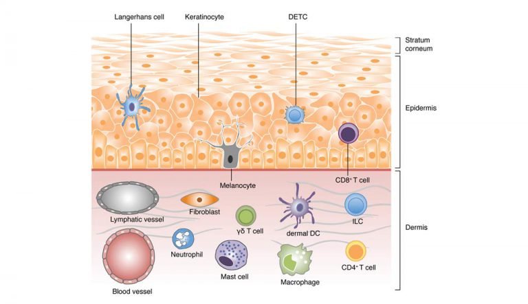 Largest and Smallest Cell in Human Body | TutorReal Guru