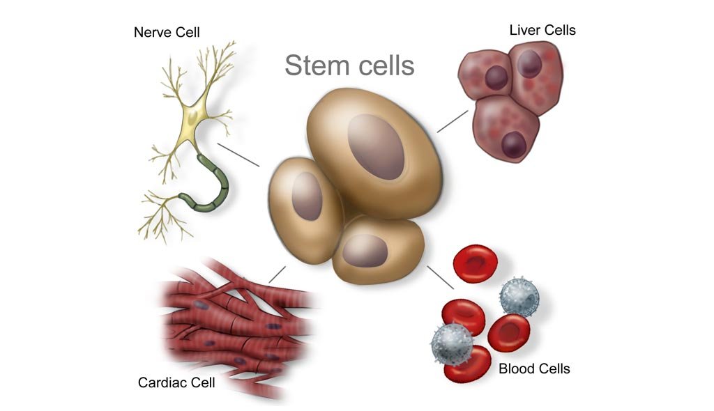 Largest and Smallest Cell in Human Body | TutorReal Guru
